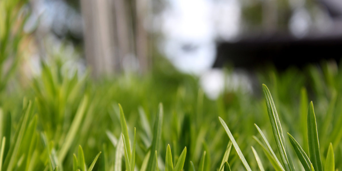 Best looking lawn in the street | Lawn Care, Lawn Maintenance | The ...